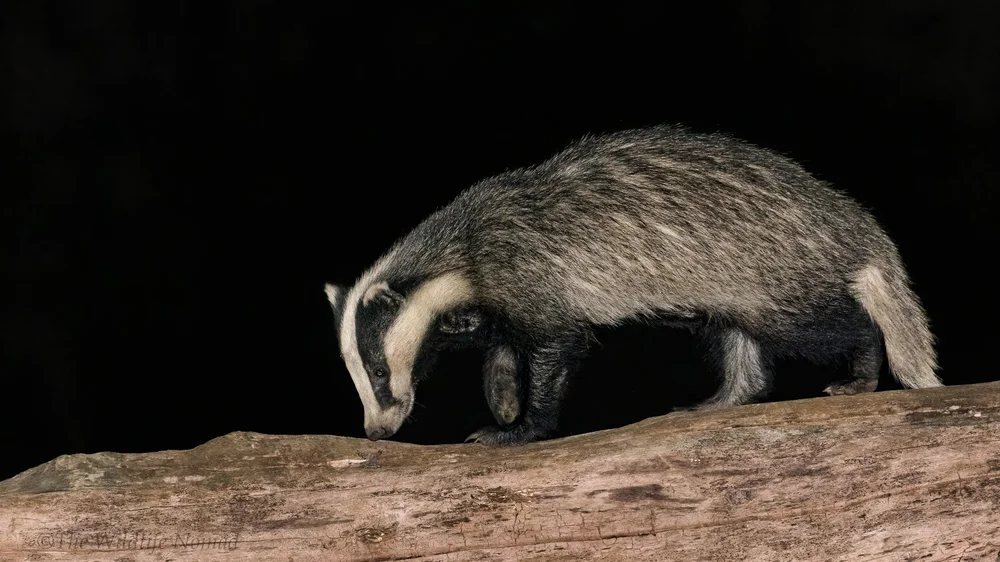 Badger Ecology & Field Signs. — The Wildlife Nomad