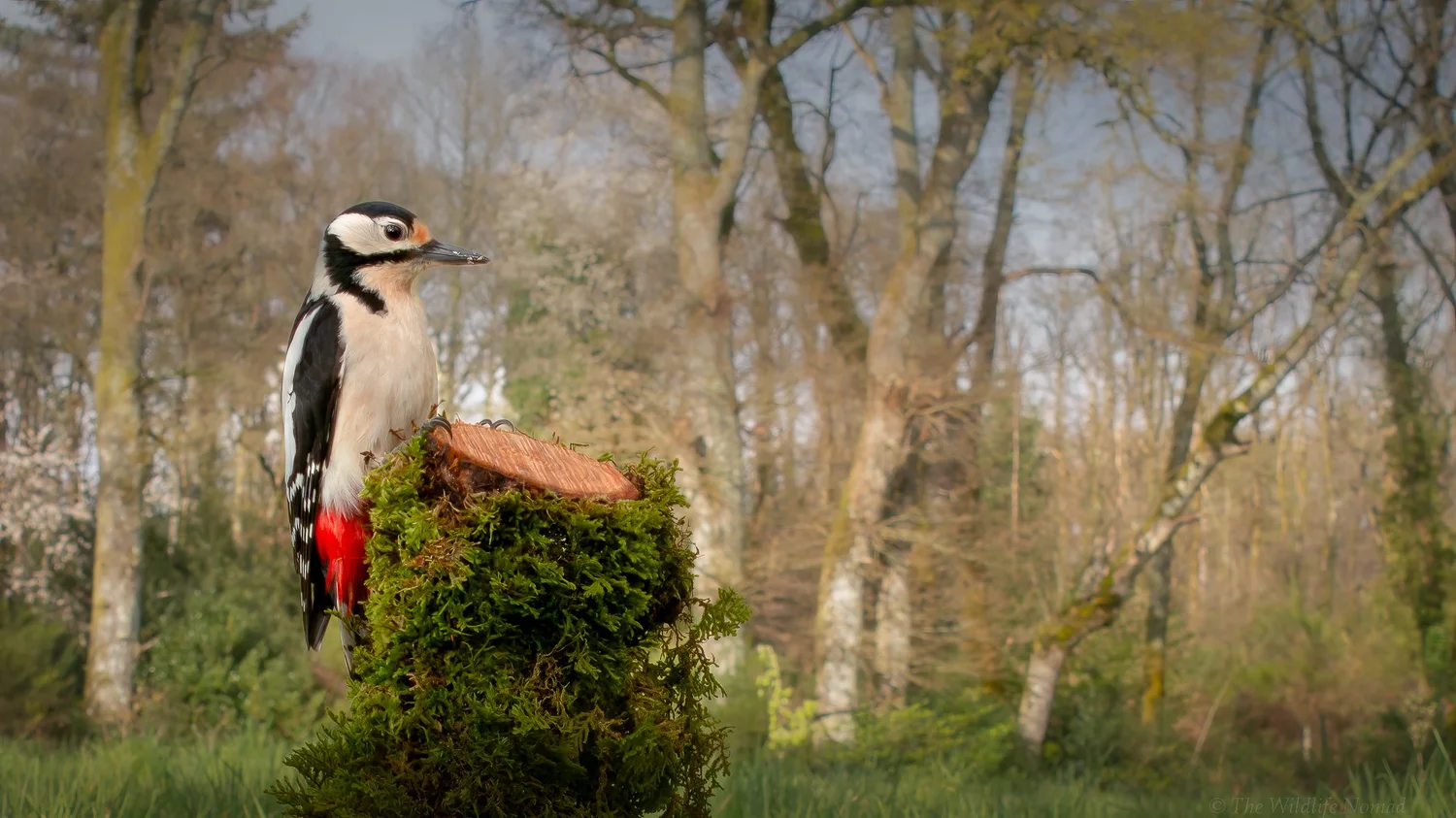 10 Common Garden Birds in the UK: Easy Identification Guide for British ...