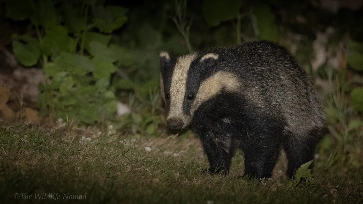 Badger Setts Explained: Main, Annex and Outlier Setts, Their Purpose ...