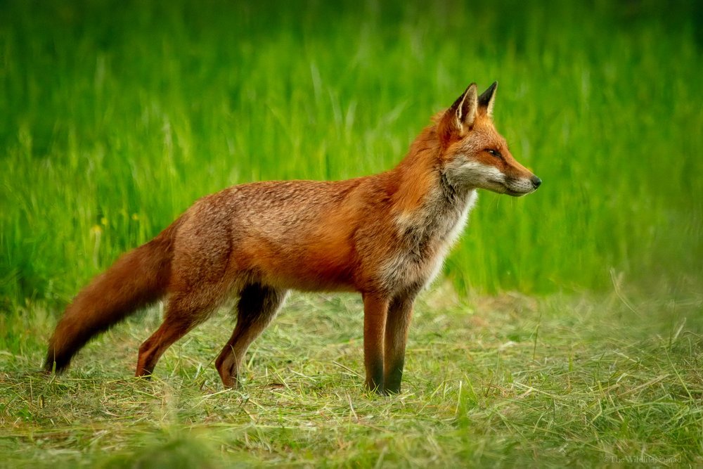 How to Watch and Photograph Red Foxes in the UK: Behaviour, Fieldcraft ...