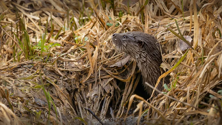 Otter Ecology & Field Signs, Pt 2 — The Wildlife Nomad