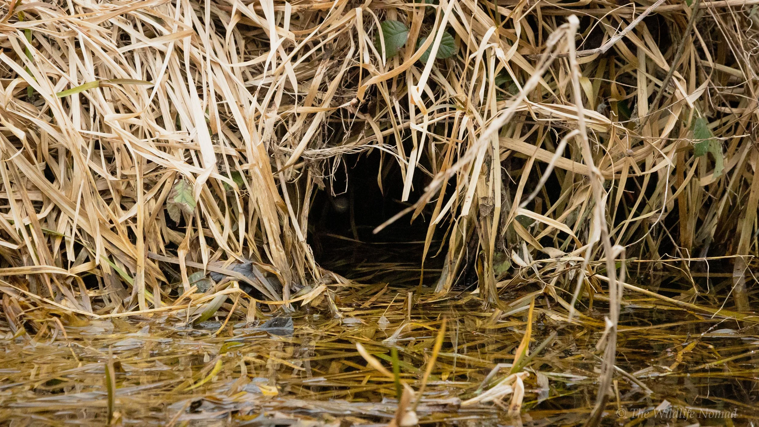 Otter Ecology & Field Signs, Pt 1 — The Wildlife Nomad