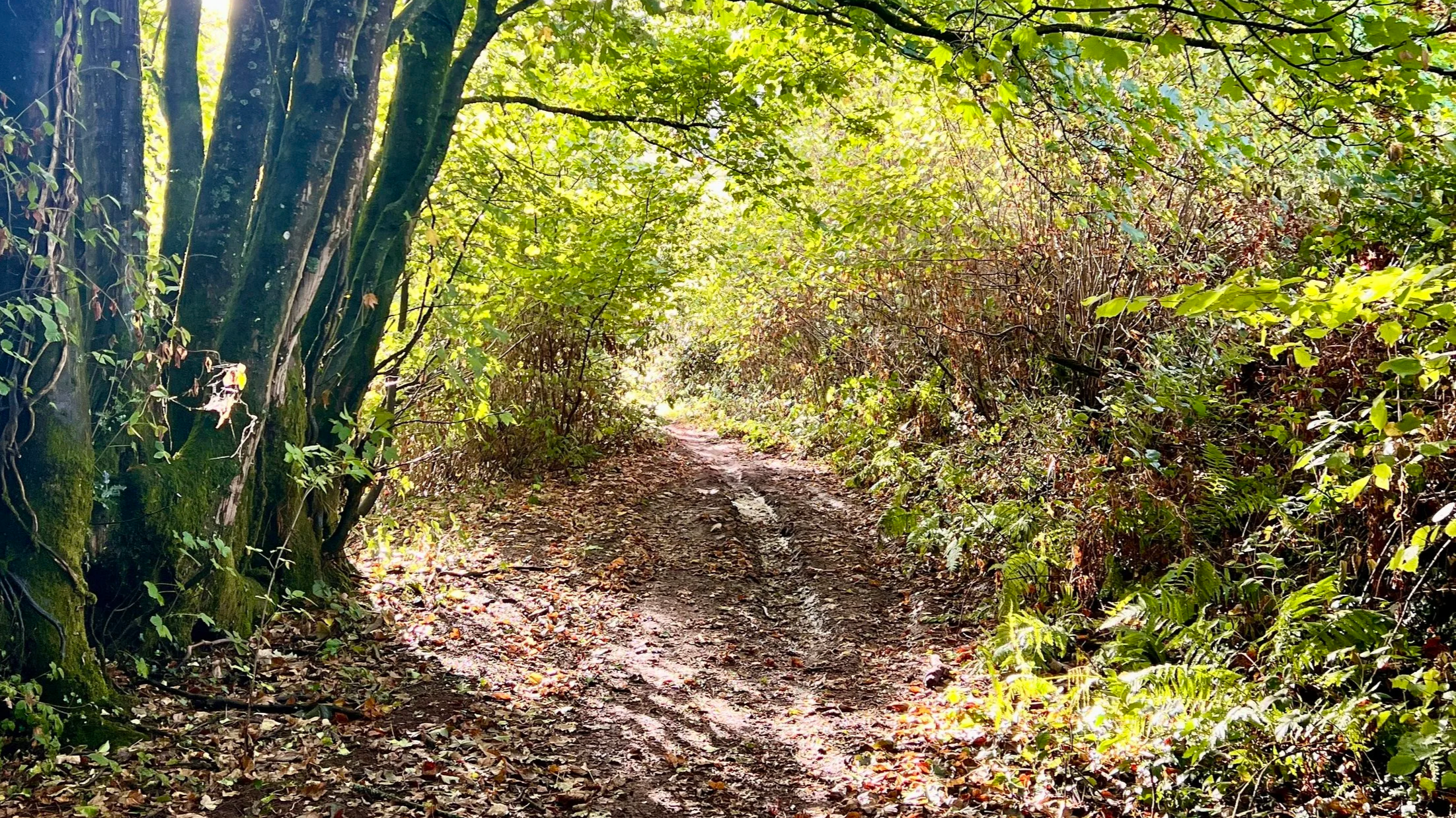 Microhabitats: How to Find Wildlife by Reading the Hidden Places ...