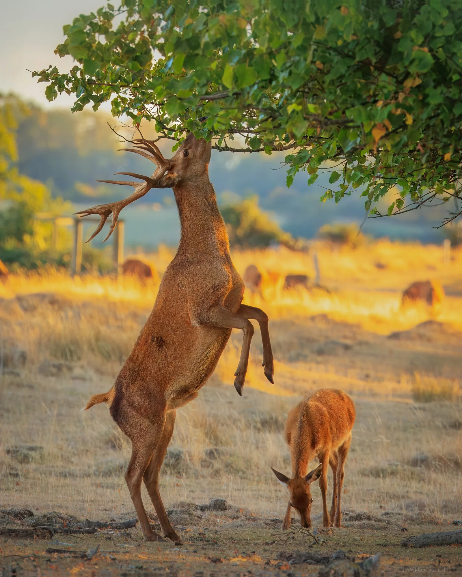 Preparing for the Deer Rut in the UK: Behaviour, Signs & Photography ...