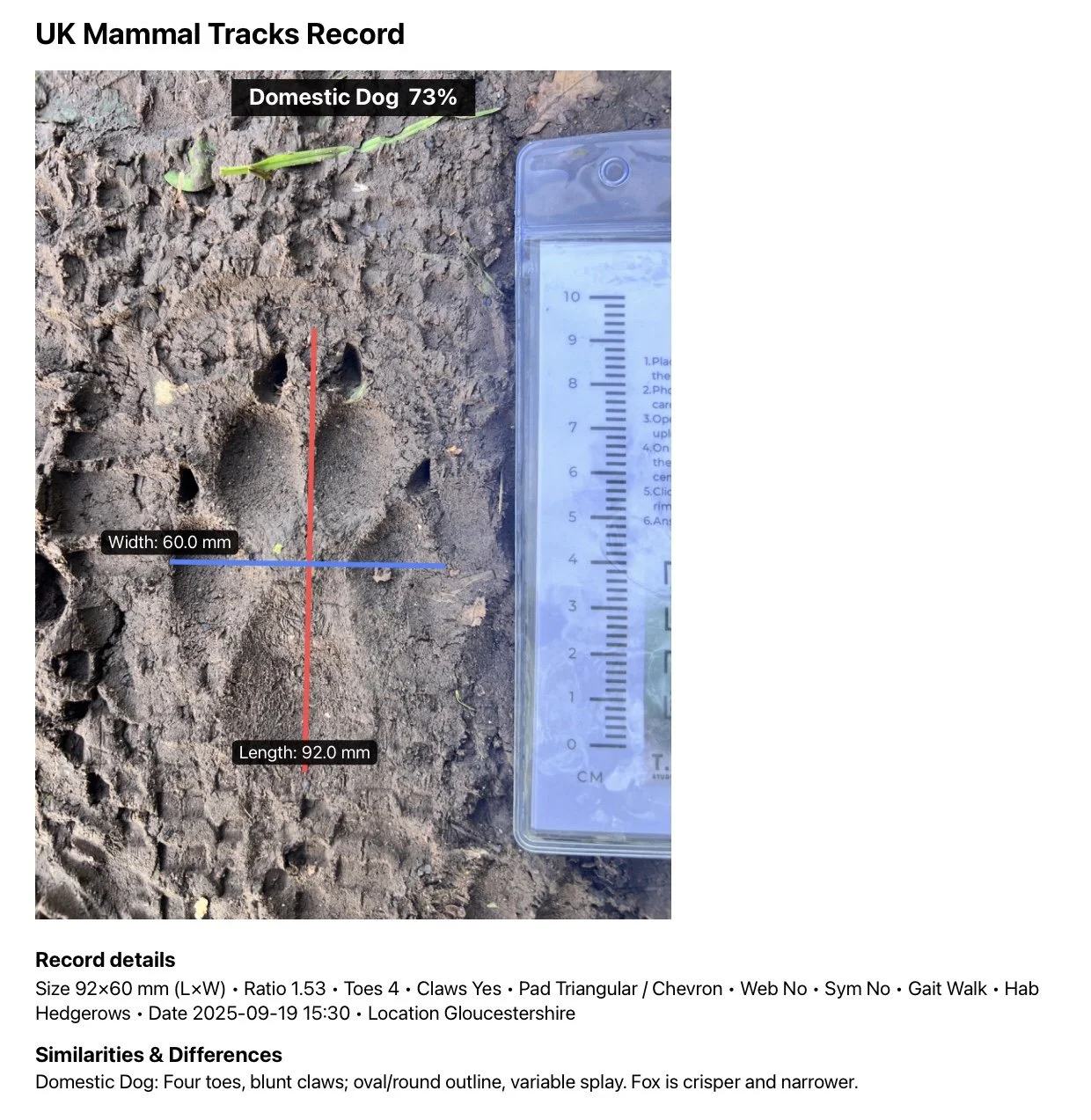 Fox vs Dog Tracks: How to Identify Paw Prints and Trails in the Field ...
