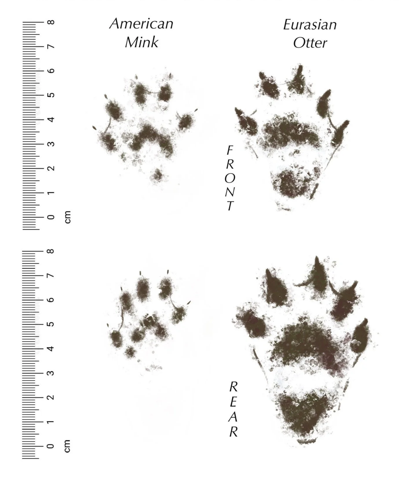 Fieldcraft Friday: Reading Otter Footprints — The Wildlife Nomad