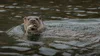 Otter Ecology & Field Signs, Pt 1 — The Wildlife Nomad