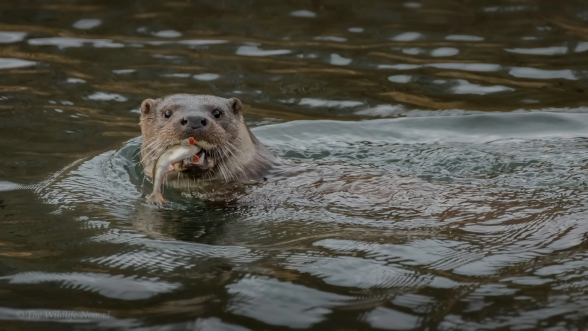 Otter Ecology & Field Signs, Pt 1 — The Wildlife Nomad