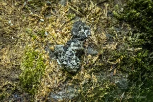 Otter Ecology & Field Signs, Pt 1 — The Wildlife Nomad