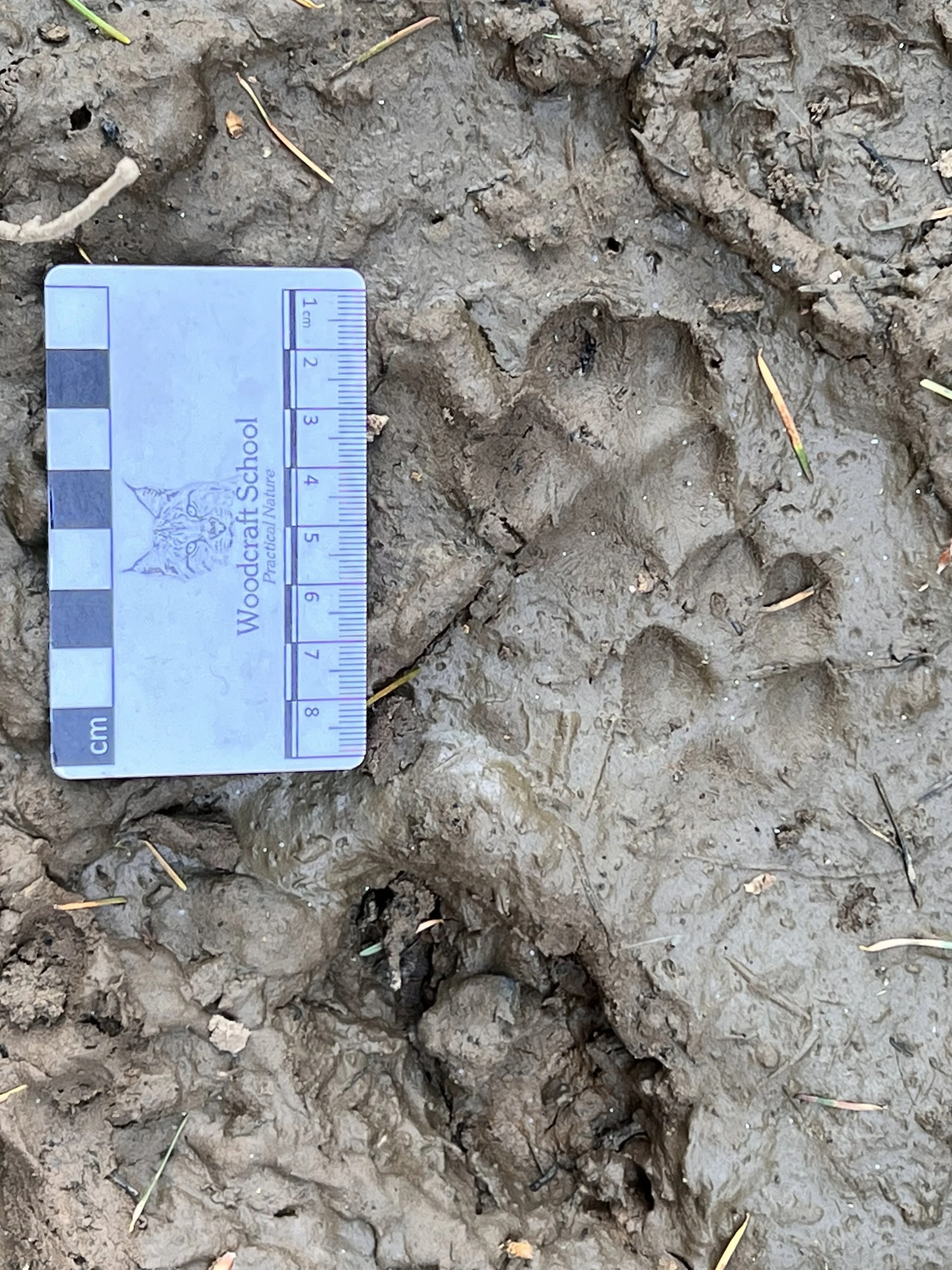 Fox vs Dog Tracks: How to Identify Paw Prints and Trails in the Field ...
