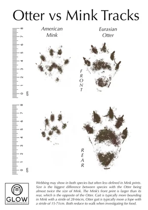 Otter Ecology & Field Signs, Pt 1 — The Wildlife Nomad