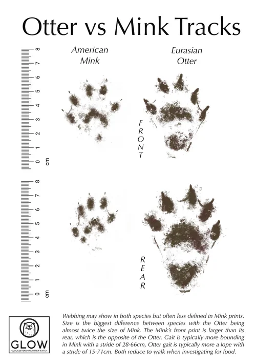 Otter Ecology & Field Signs, Pt 1 — The Wildlife Nomad