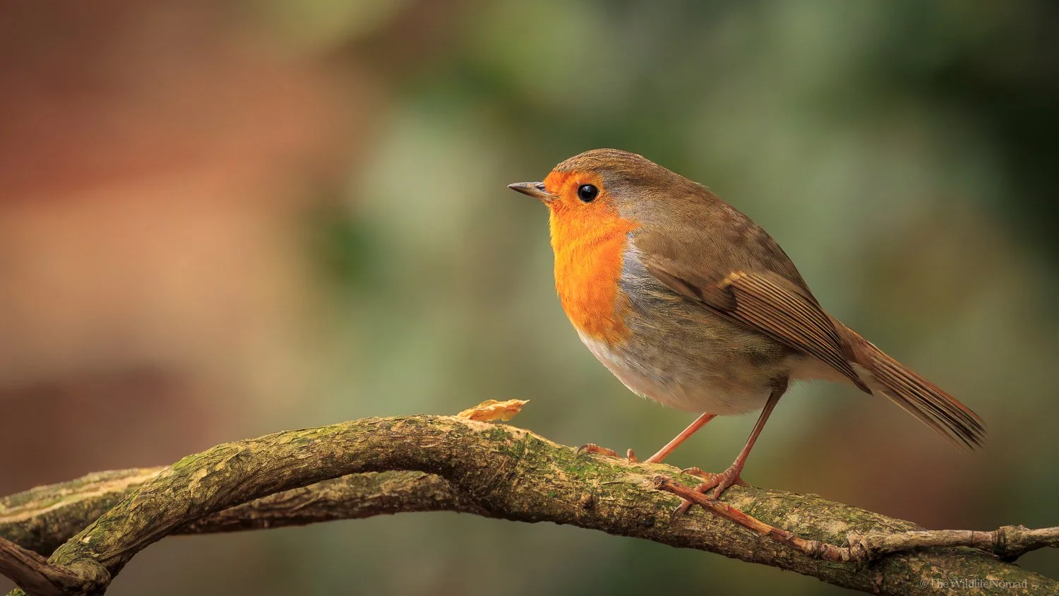 10 Common Garden Birds in the UK: Easy Identification Guide for British ...