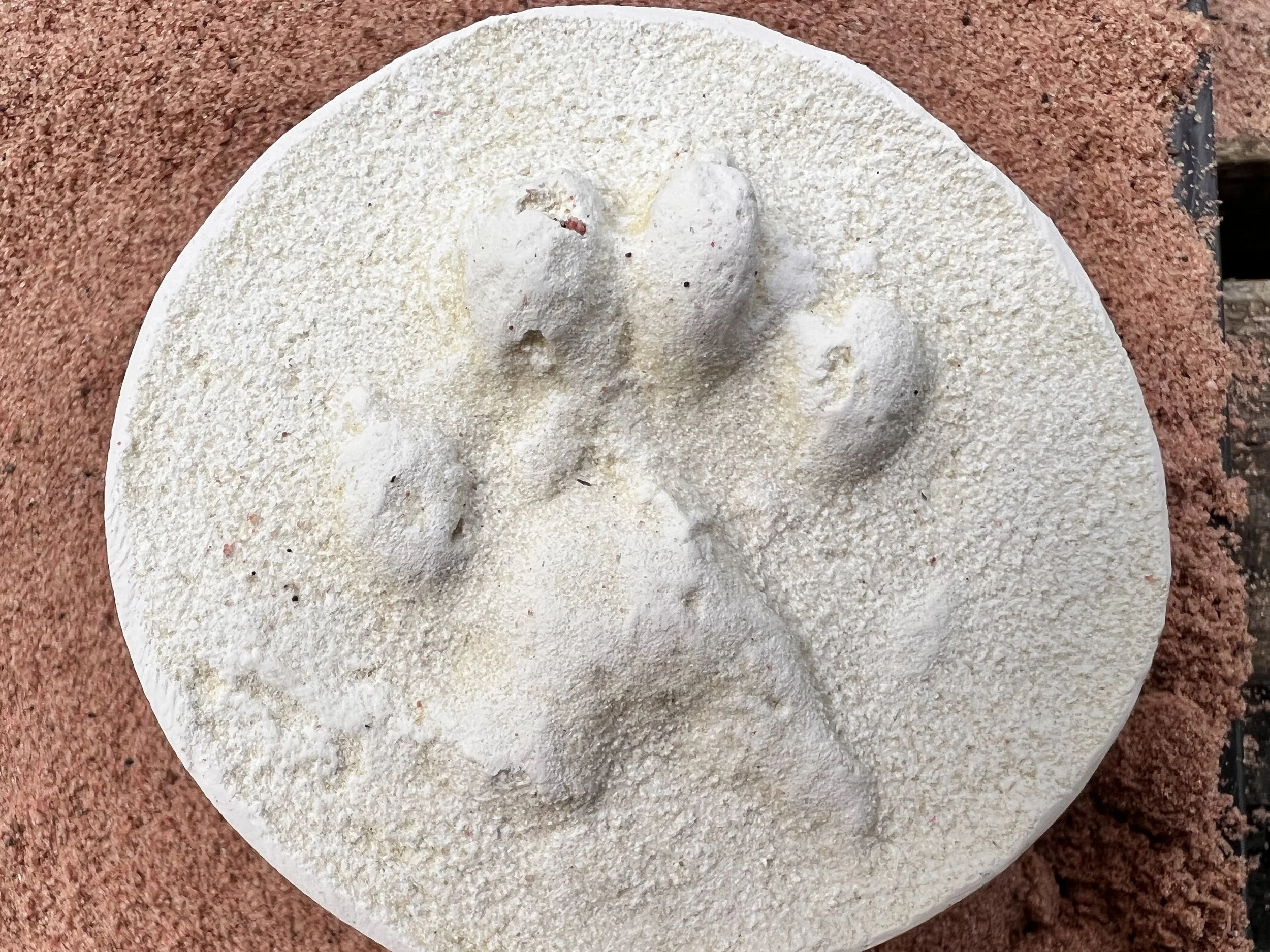 Fieldcraft Friday: Reading Otter Footprints — The Wildlife Nomad