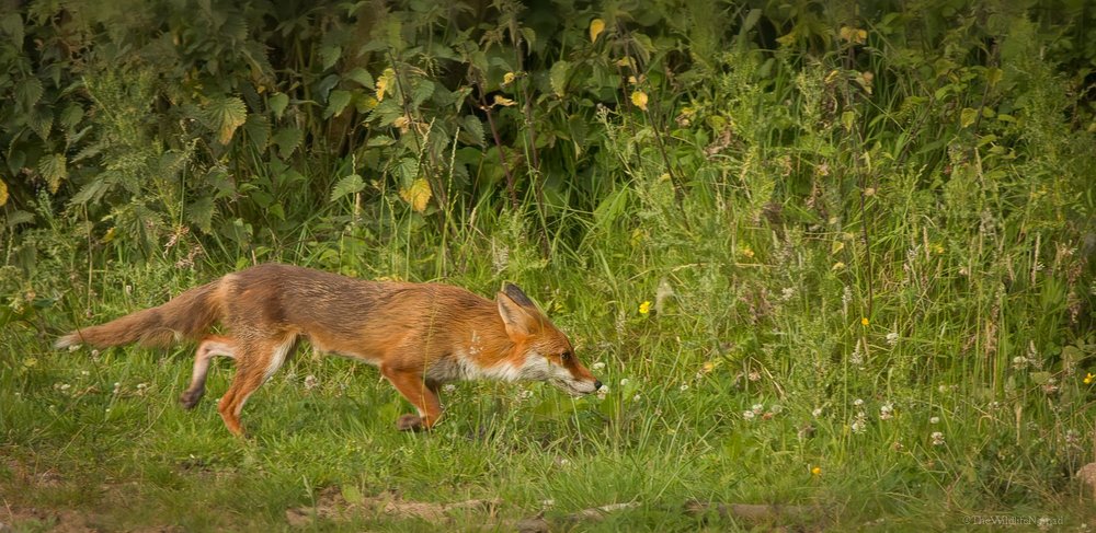How to Watch and Photograph Red Foxes in the UK: Behaviour, Fieldcraft ...
