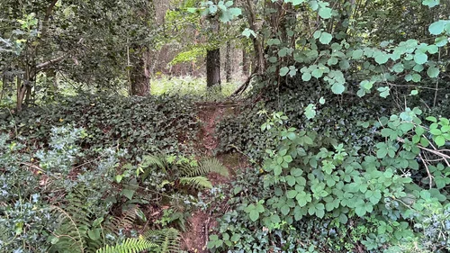 Badger Ecology & Field Signs. — The Wildlife Nomad