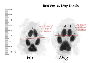 Fox vs Dog Tracks: How to Identify Paw Prints and Trails in the Field ...