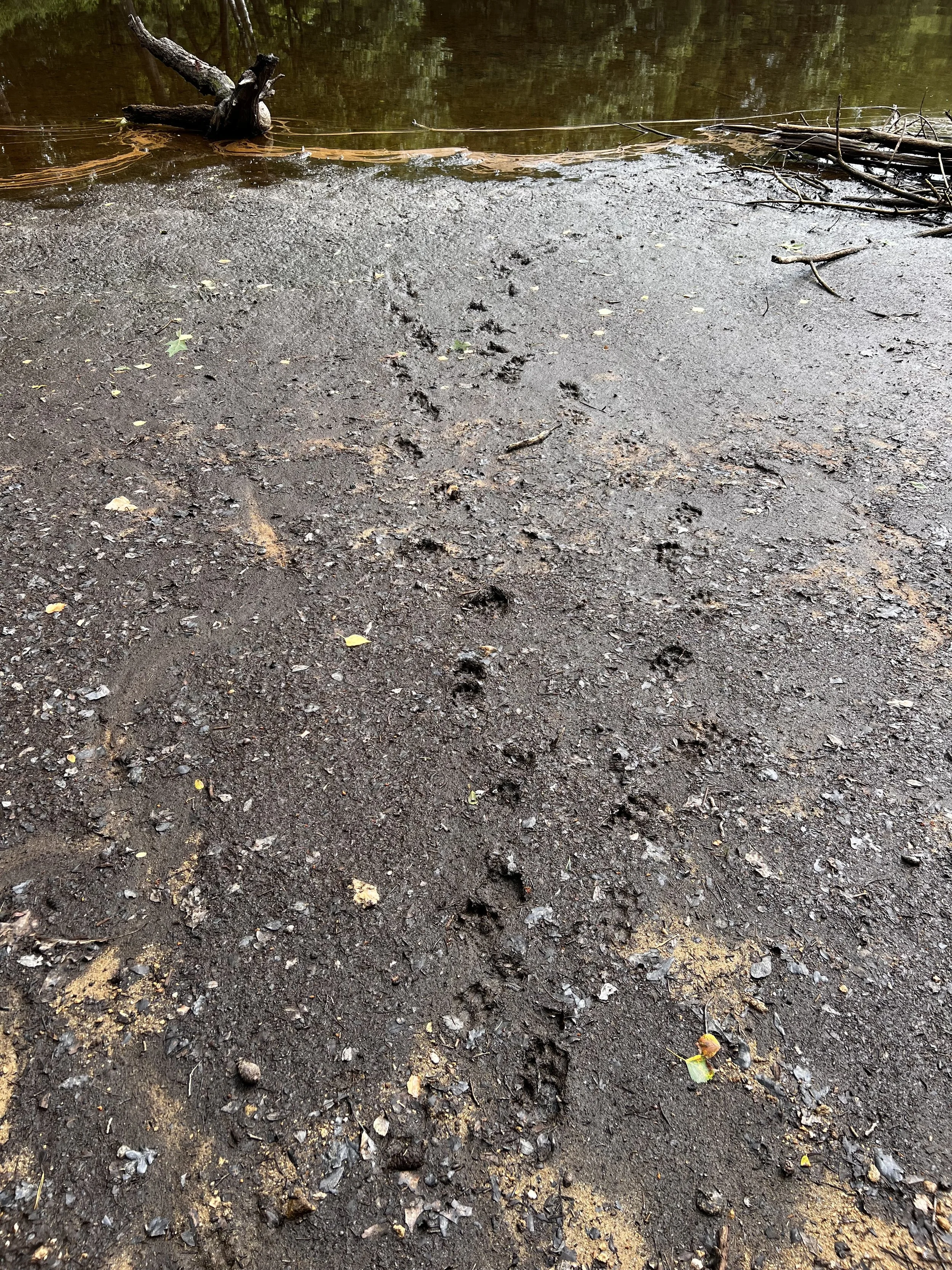 Fieldcraft Friday: Reading Otter Footprints — The Wildlife Nomad