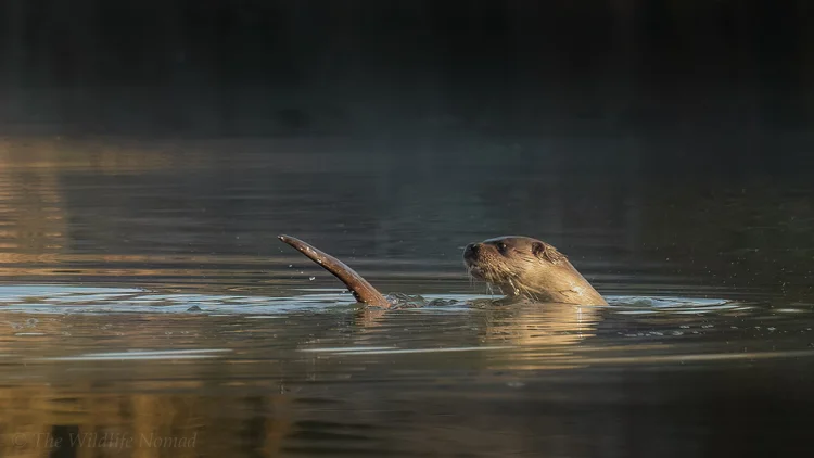 Otter Ecology & Field Signs, Pt 1 — The Wildlife Nomad