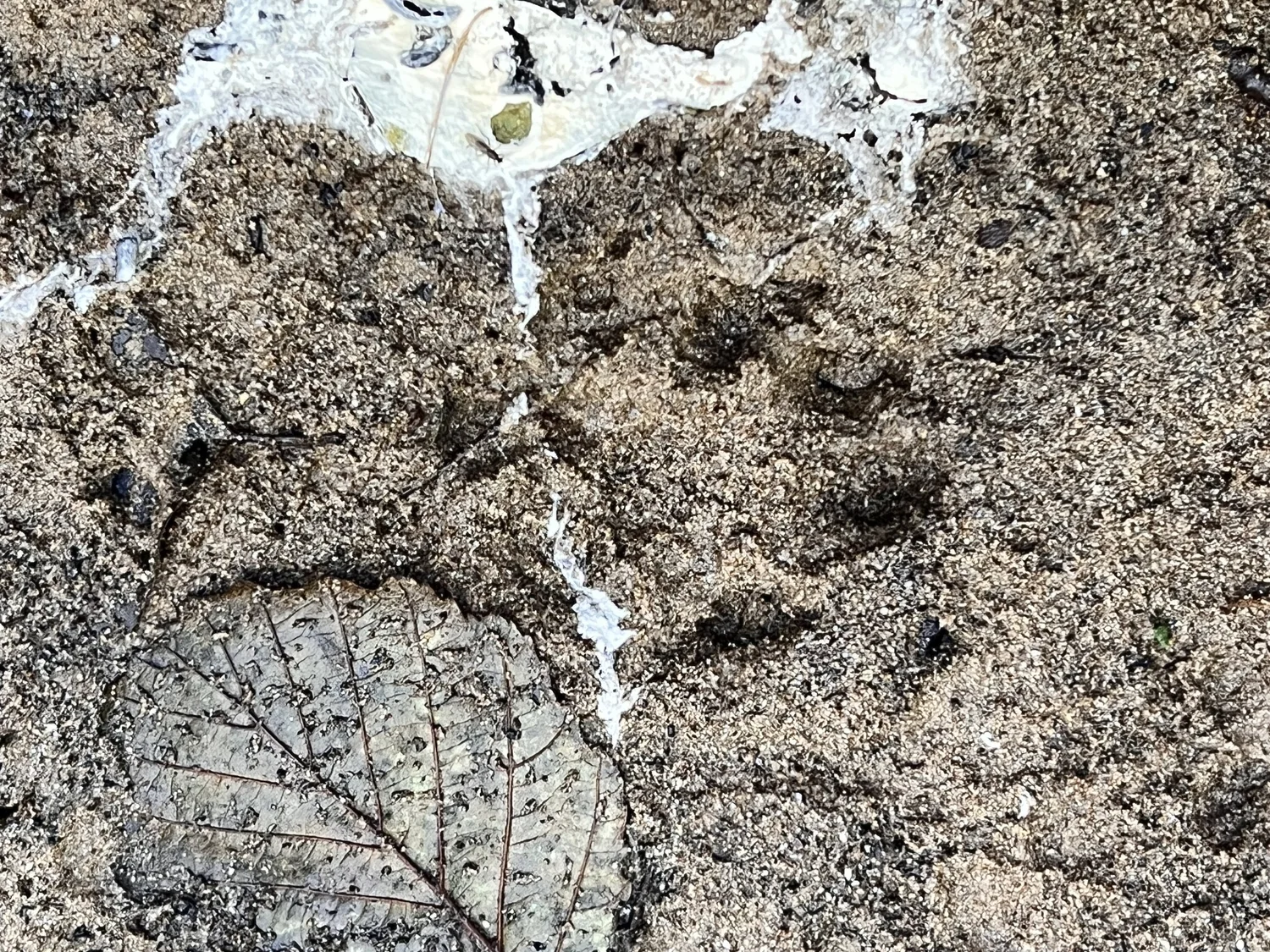 Fieldcraft Friday: Reading Otter Footprints — The Wildlife Nomad