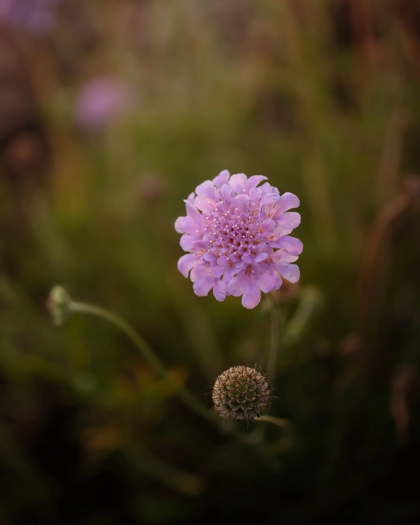 Photography by Amber Fite