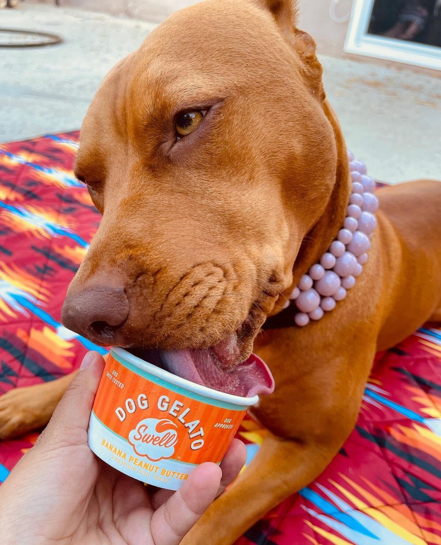 Press — Swell Gelato