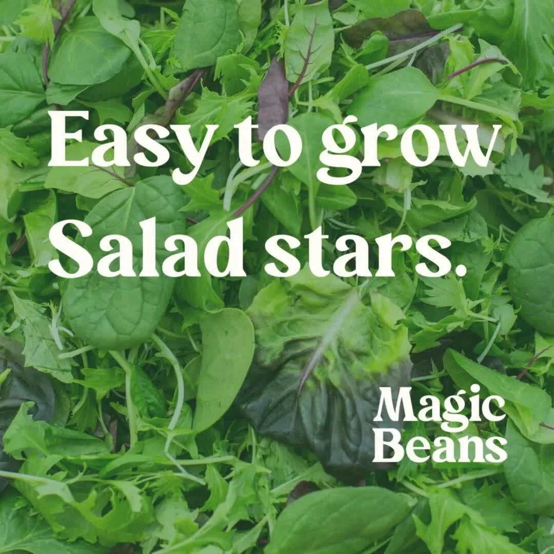 FAQs — Magic Beans App