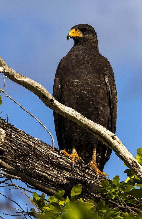 Cuba Birdwatching Tour | 400+ Species with Expert Guides — Vive Mas Tours