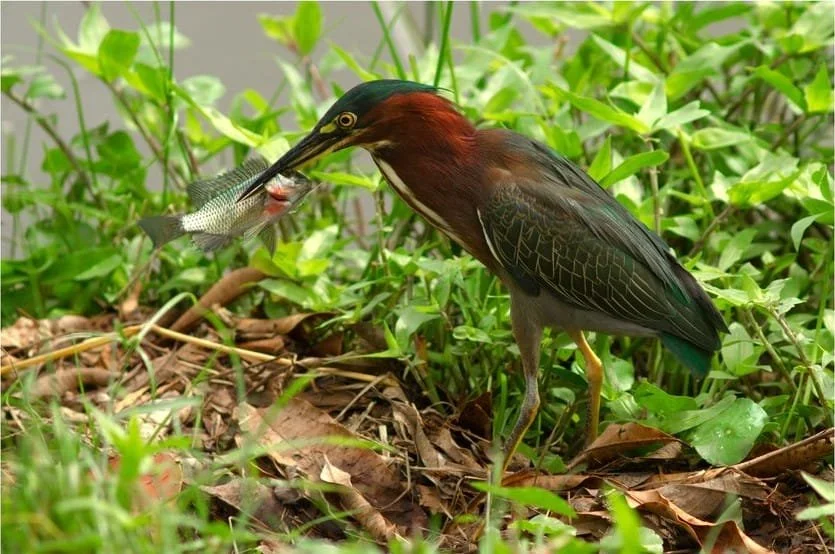 Cuba Birdwatching Tour | 400+ Species with Expert Guides — Vive Mas Tours