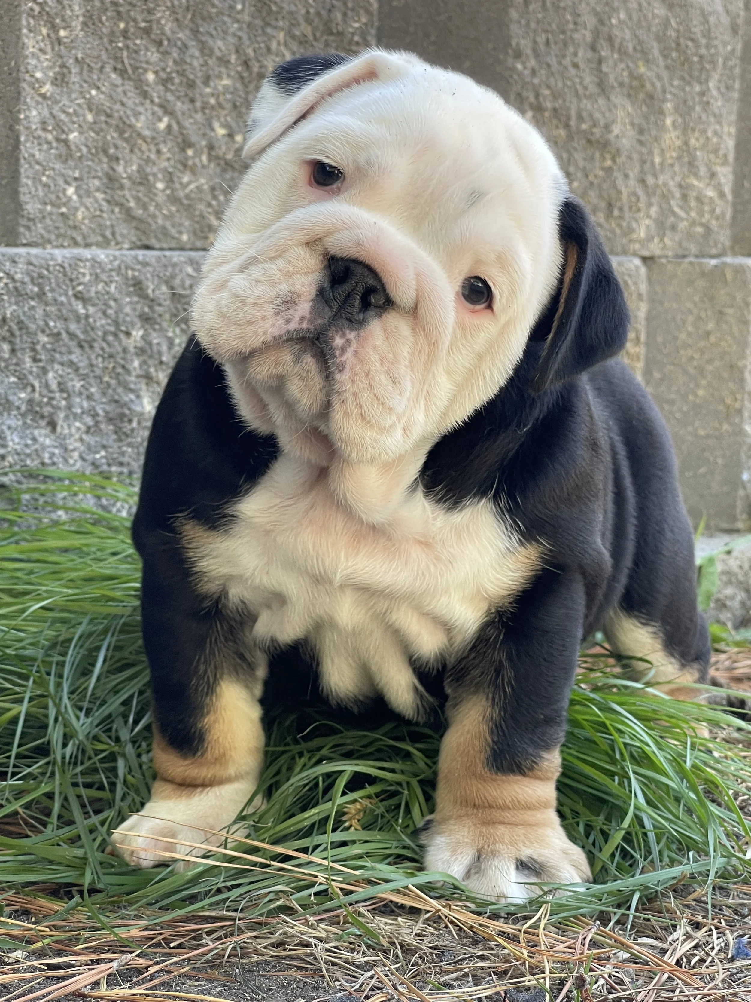 Puppies available — Appleisle French & British Bulldogs Tasmania