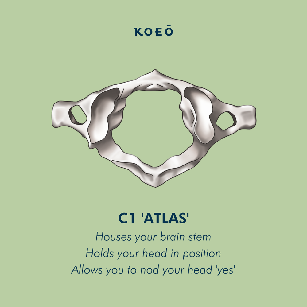 UPPER CERVICAL SPINE PART 1: Atlas and Axis - Your Nervous System ...