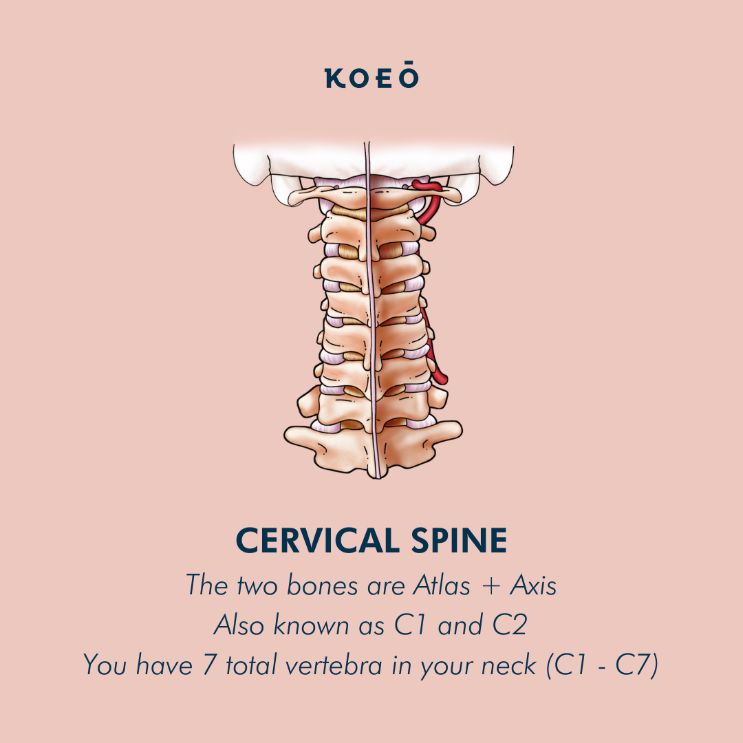 UPPER CERVICAL SPINE PART 1: Atlas and Axis - Your Nervous System ...