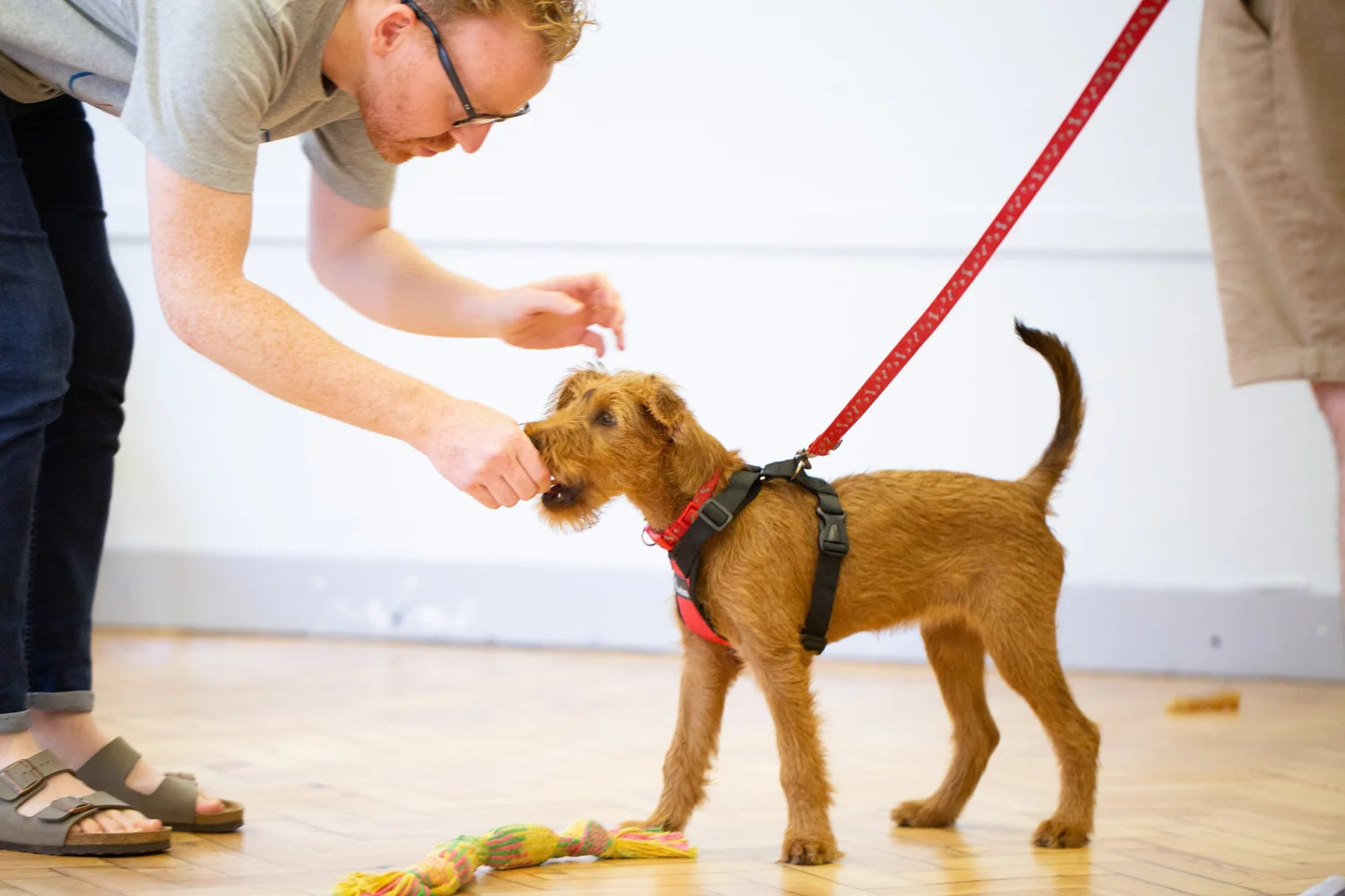 Puppy Plus — Mutleys Dog Training & Puppy Specialist in Bristol