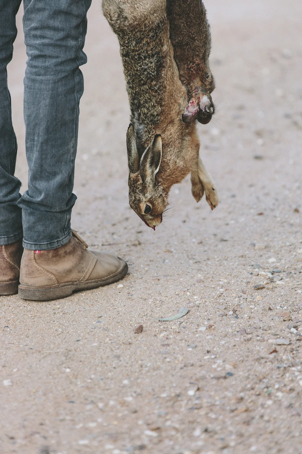 Wild hare ragù — Grown & Gathered