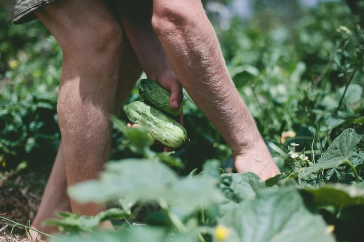 The ultimate dill pickle — Grown & Gathered