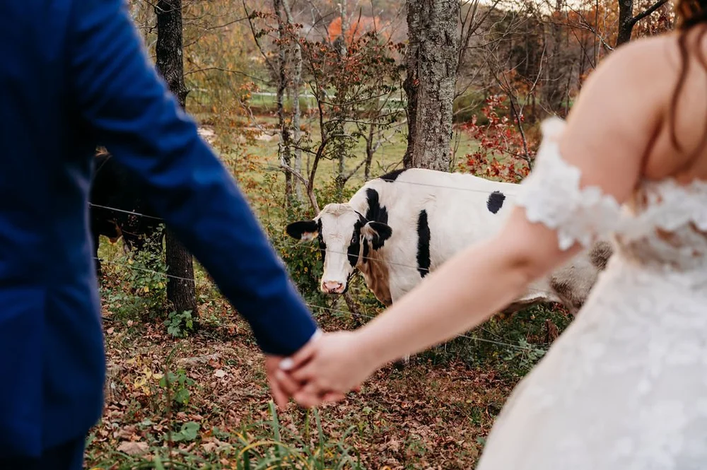 Farm life today | Ryan Family Farm