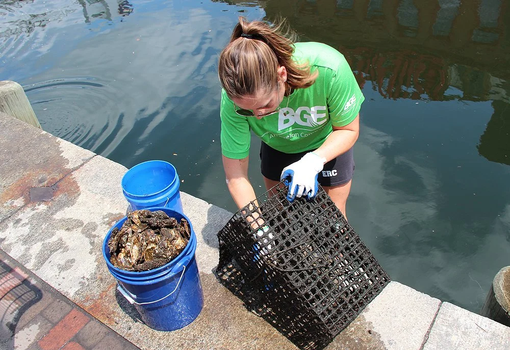 Healthy Harbor Initiative — Waterfront Partnership of Baltimore