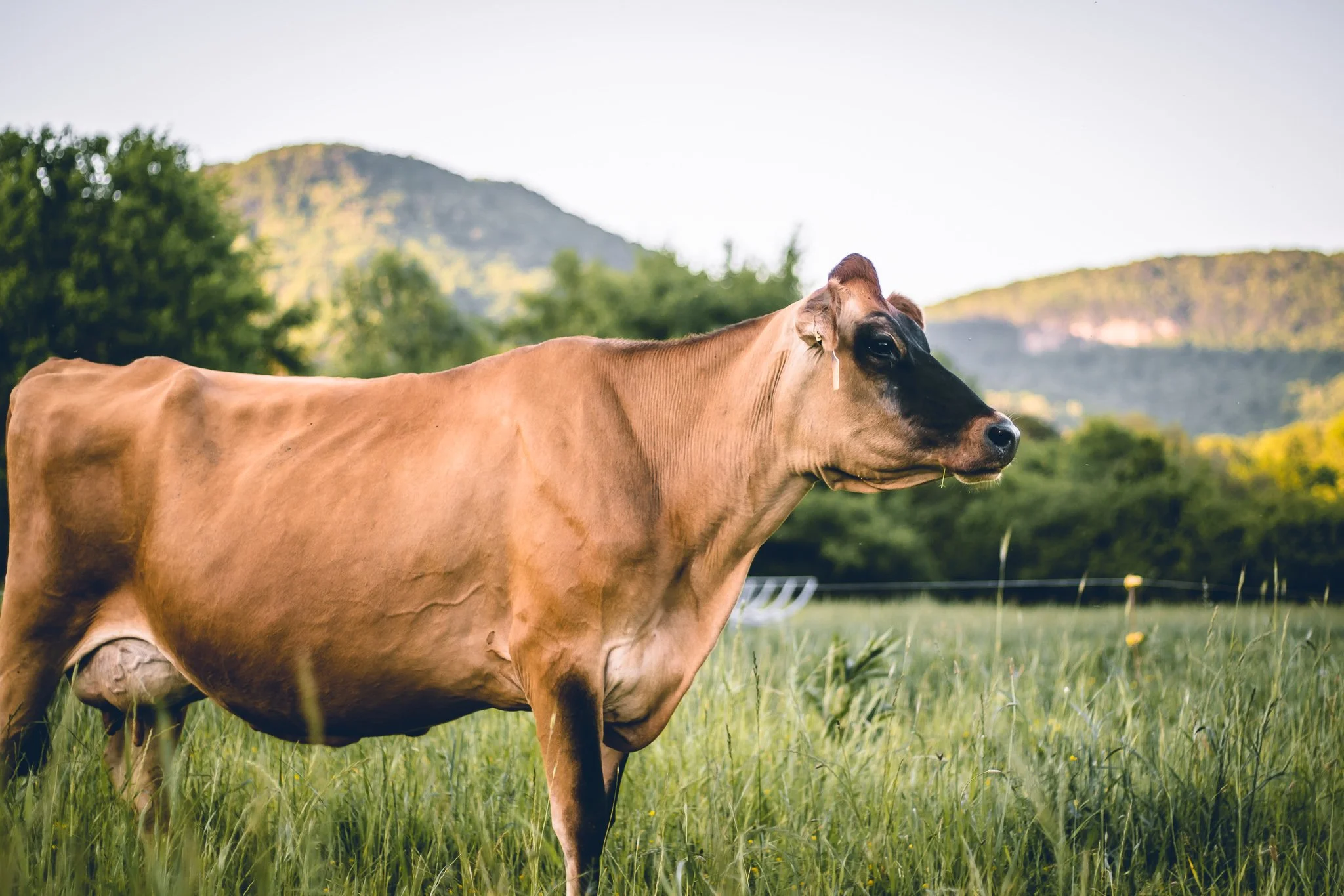 Tomme Cheese - What is Tomme? — Sequatchie Cove Creamery