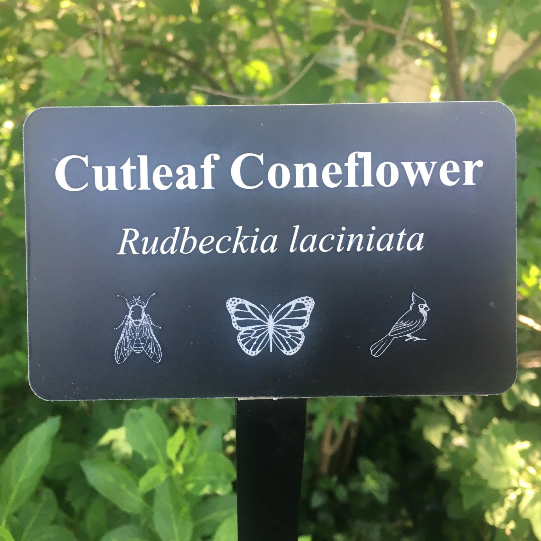 Plant ID Signs and Markers | Custom Botanical Garden & Arboretum ...