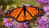 Pollinator Pathways, Bee Cities & Monarch Waystations: A Complete Guide ...