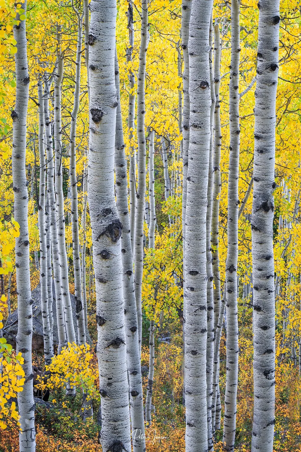 Peter Jonson | Fine Art Photography