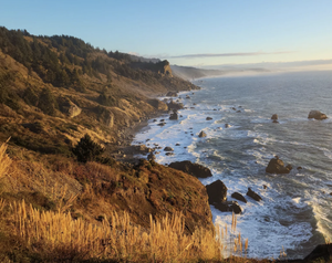 How to Elope in Redwood National & State Parks — Sally Grieshaber ...