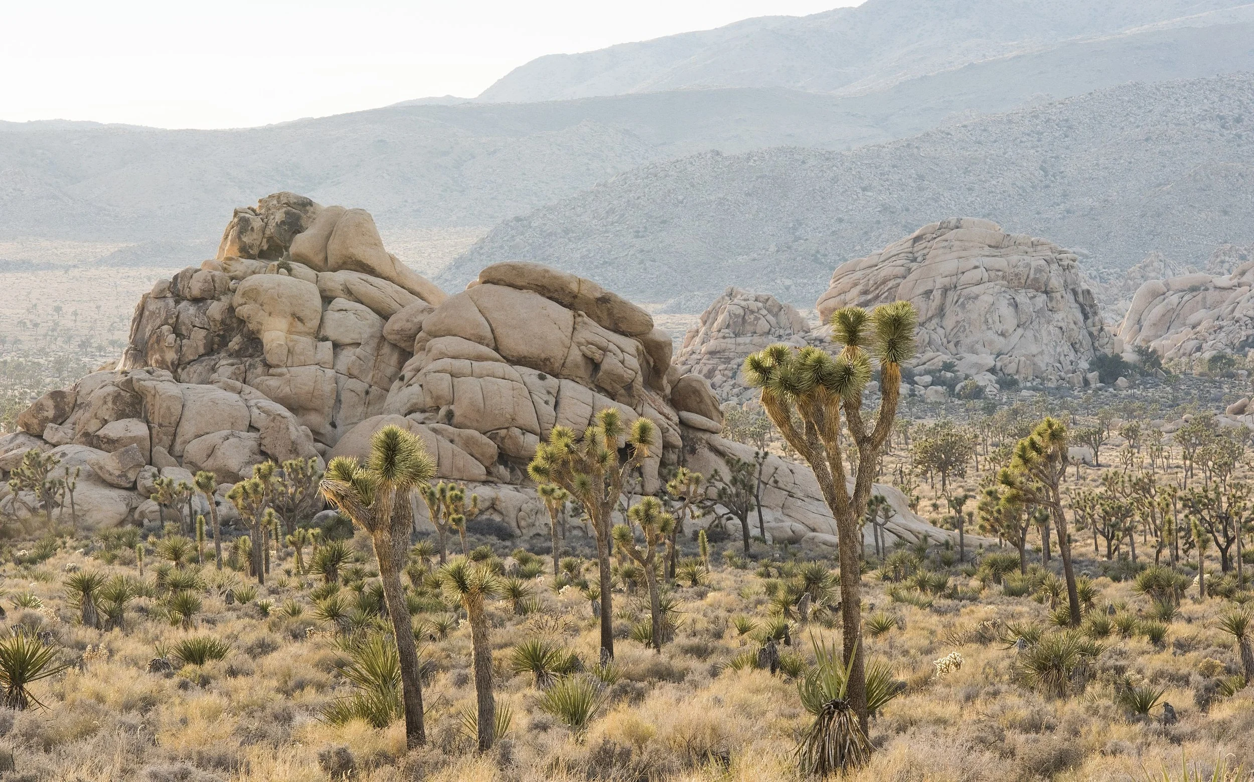 How to Elope in Joshua Tree National Park — Sally Grieshaber Photography