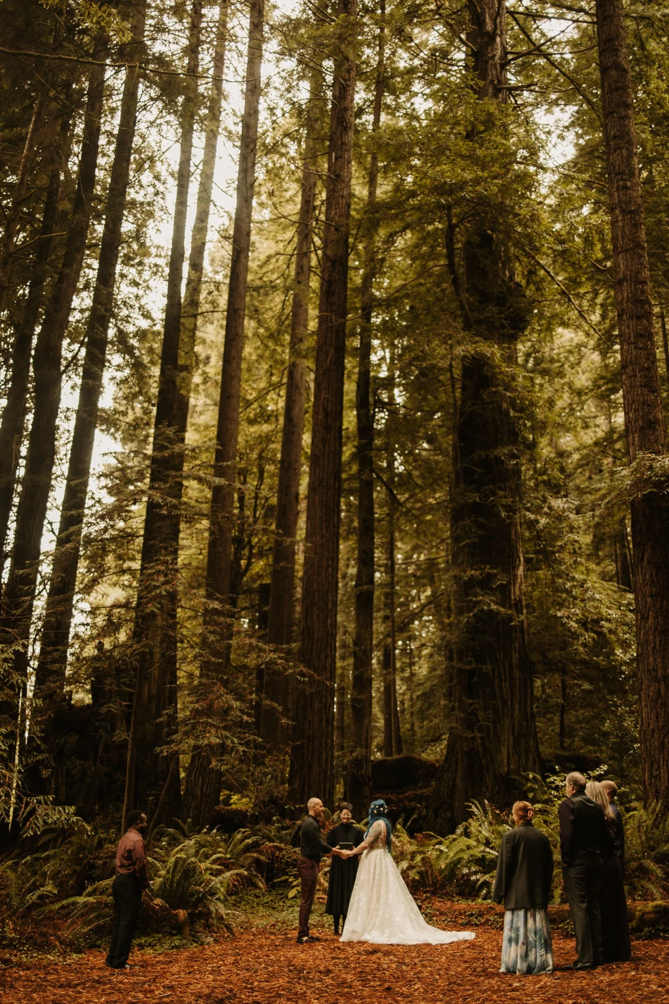 The Best Elopement Locations for California Redwoods — Sally Grieshaber ...