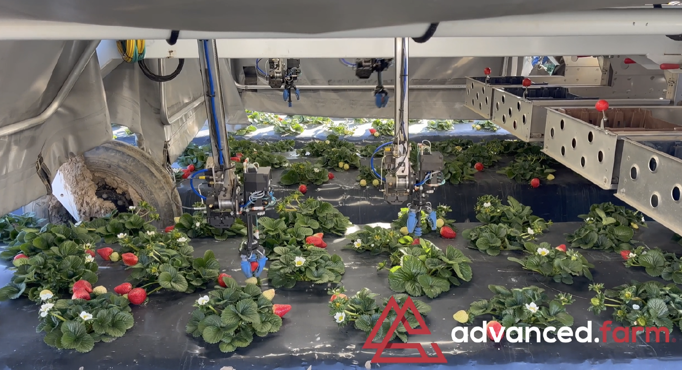 Advanced Farms robotic strawberry harvester. — The Berry Collective