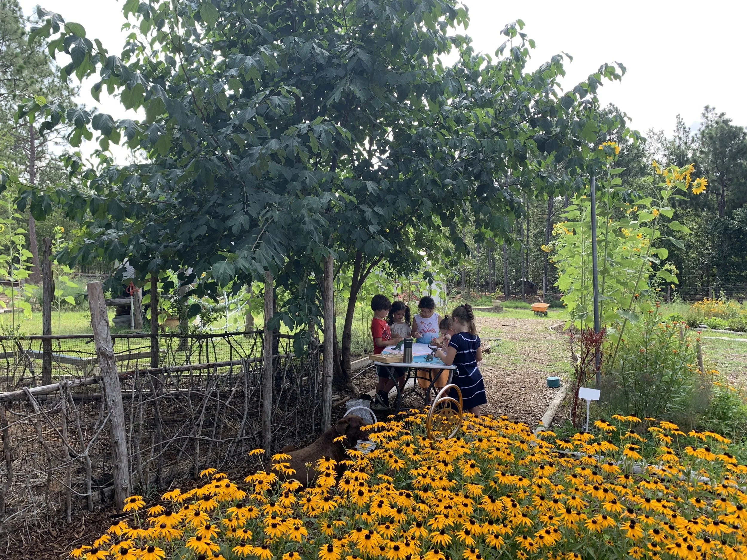 General 2 — Ladybug Farm