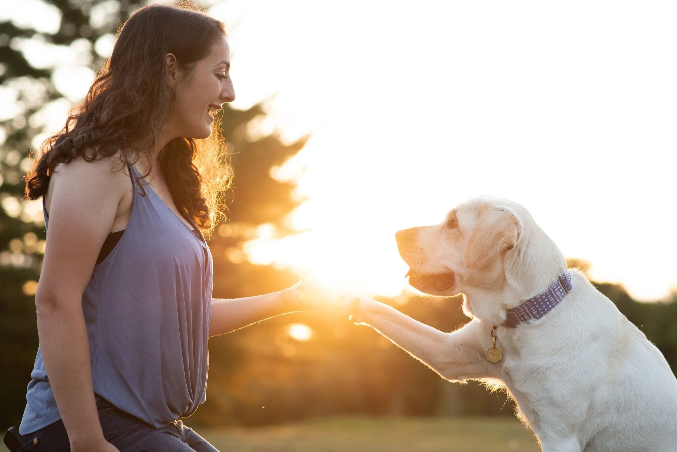 Centre Stage Dog Training