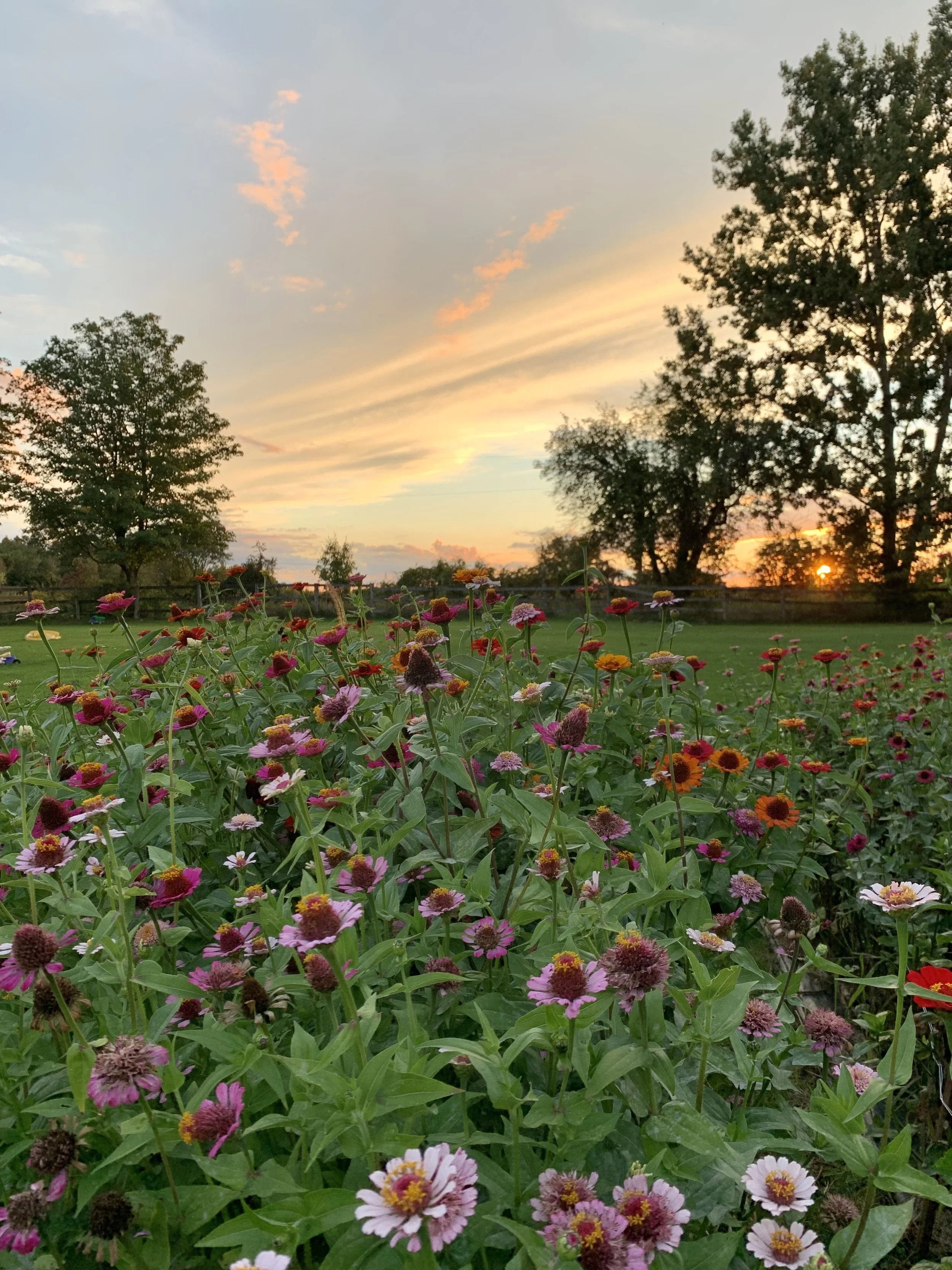 Flower Fields Ontario | Best Flower Site