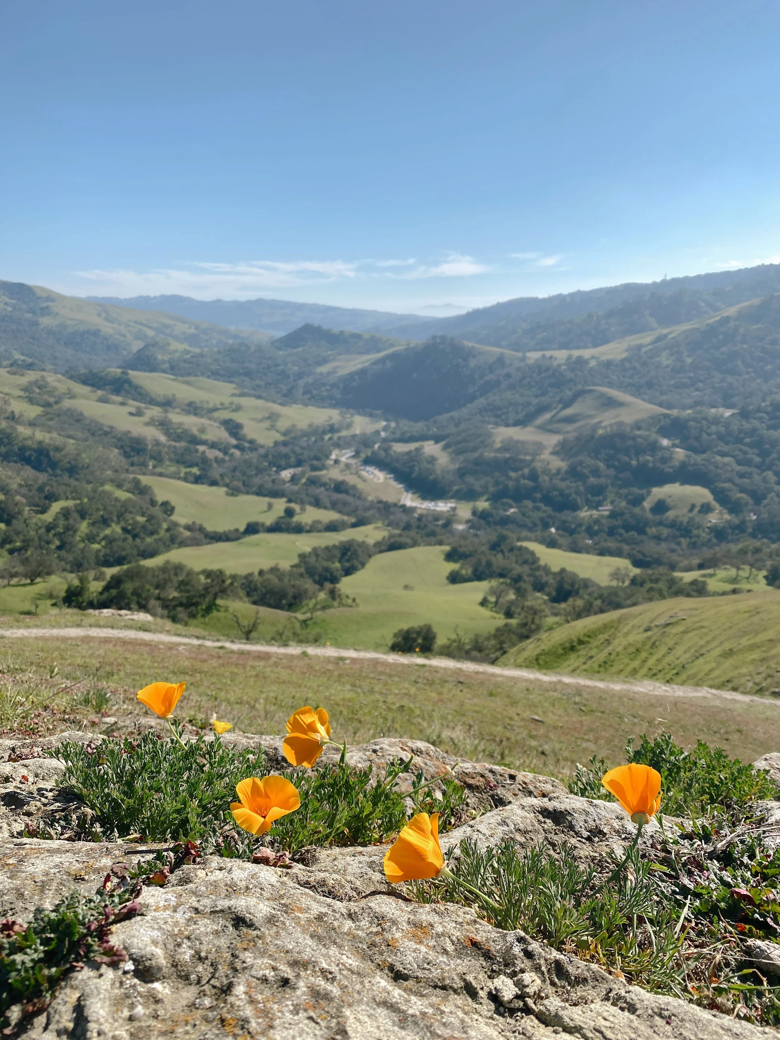 Where to Find Spring Flowers in California — Kessler Elsewhere