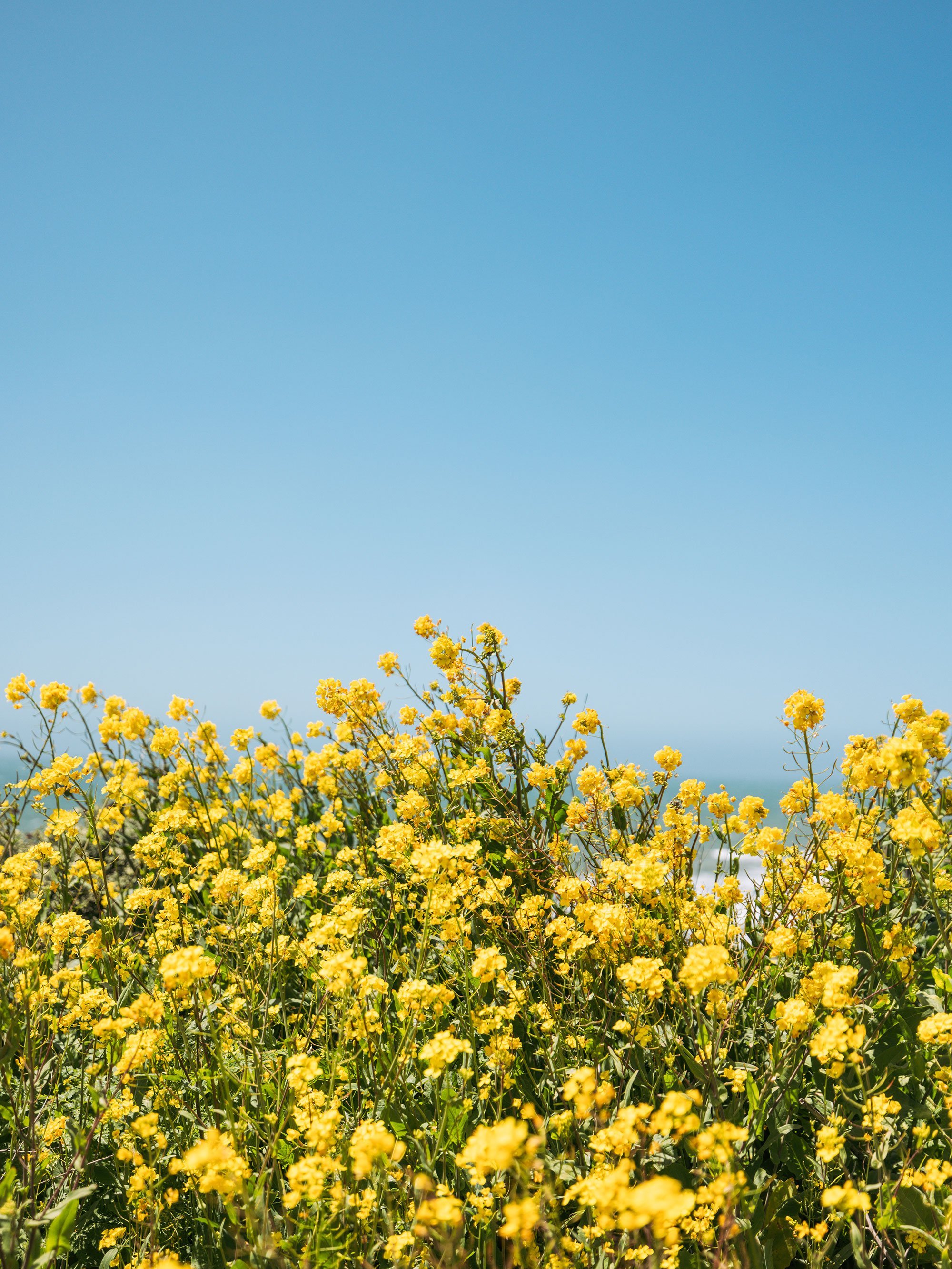 Where to Find Spring Flowers in California — Kessler Elsewhere